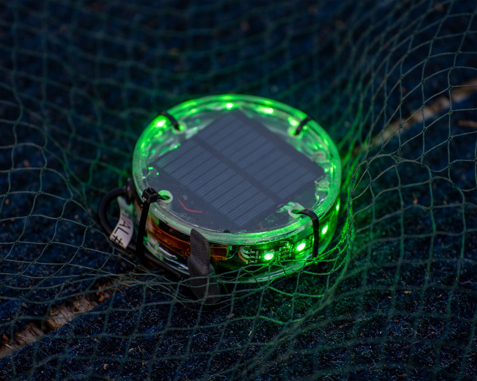 Saving marine life and oceans | Synapse